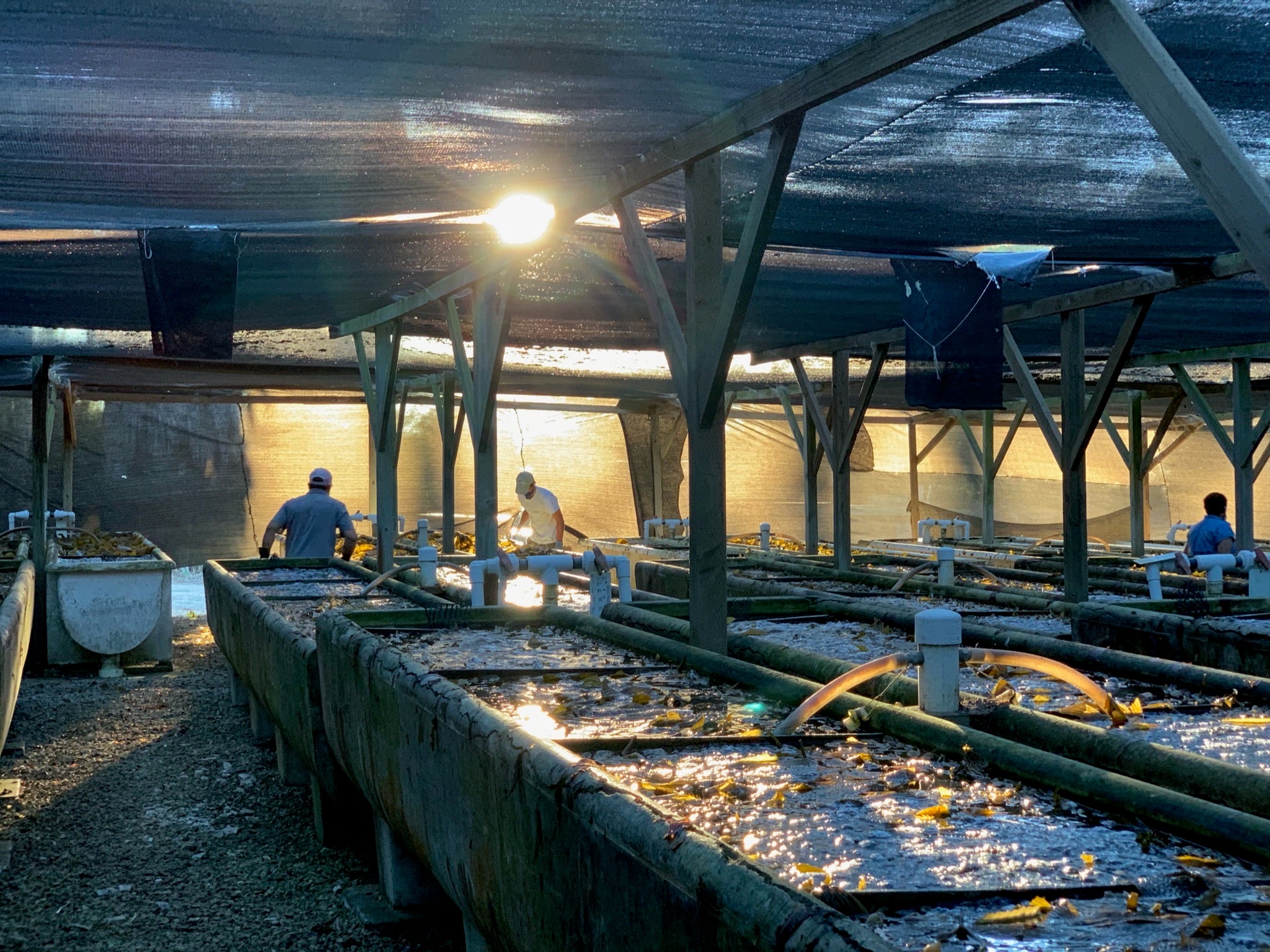 Home | The Cultured Abalone Farm