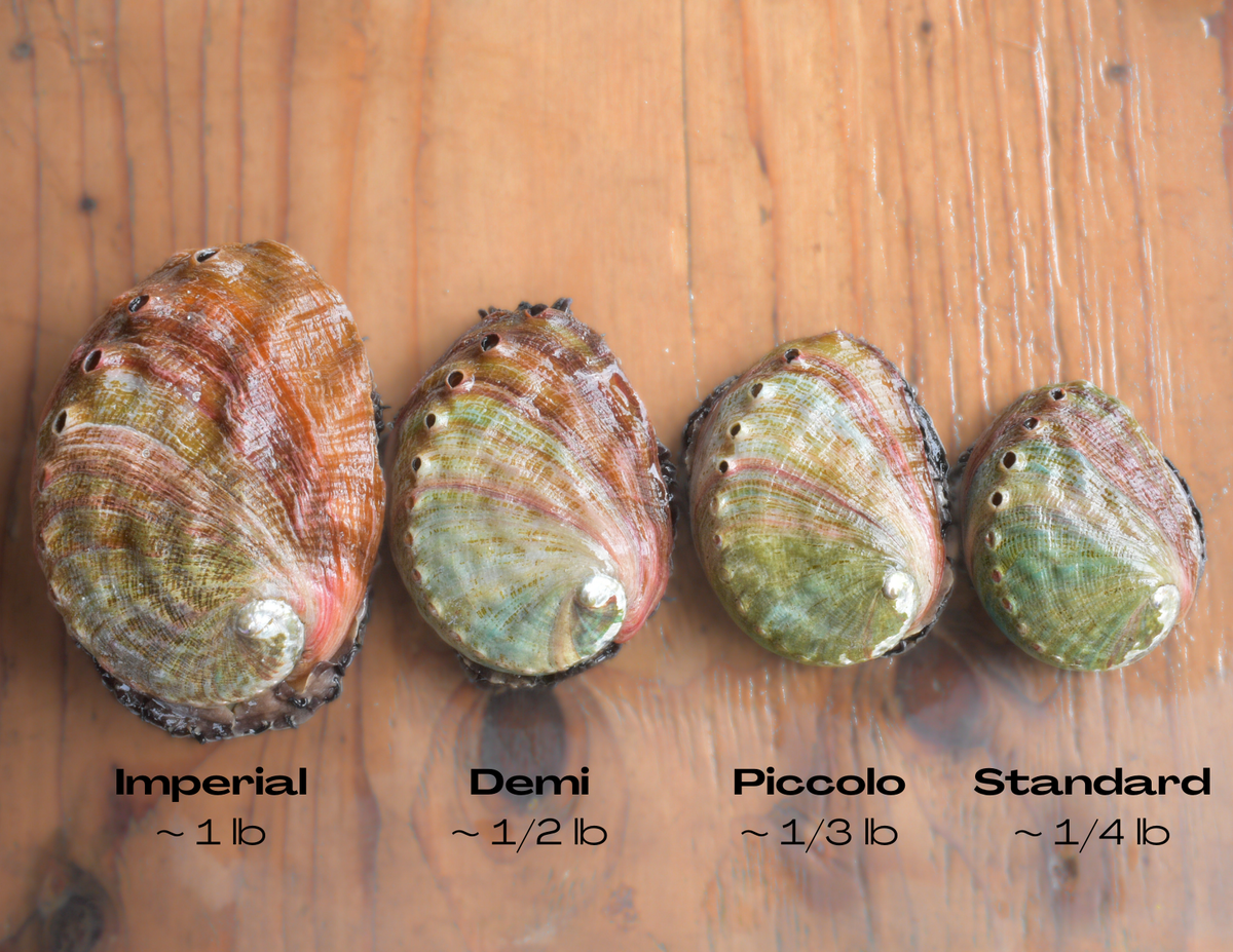 Abalone Sizing Guide | The Cultured Abalone Farm