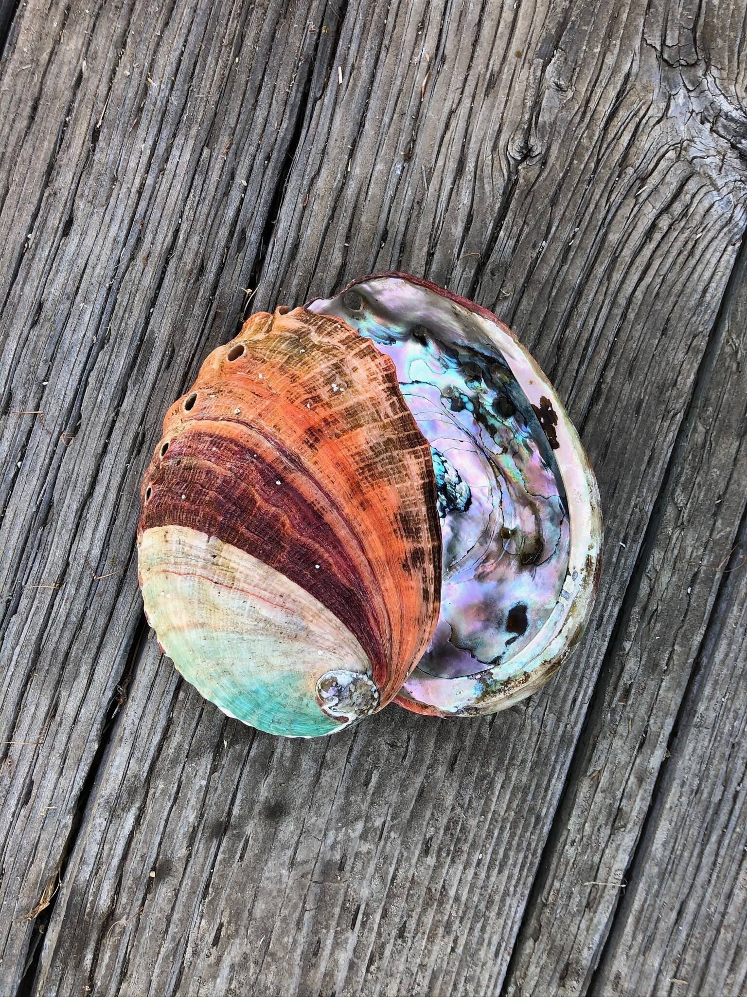 Red Abalone